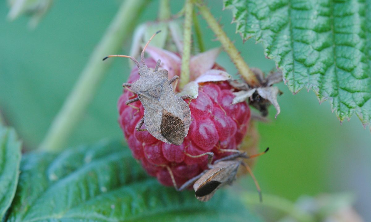 Bugs and Raspberries – WEST OXFORDSHIRE FIELD CLUB