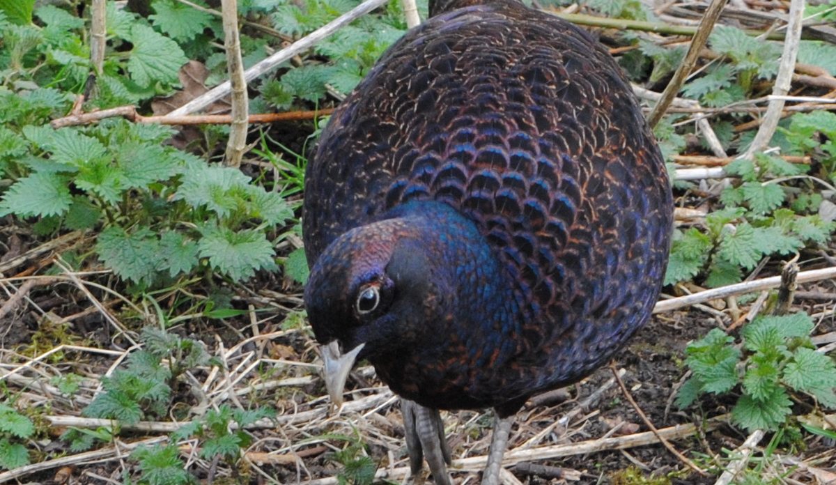Melanistic Pheasant – WEST OXFORDSHIRE FIELD CLUB