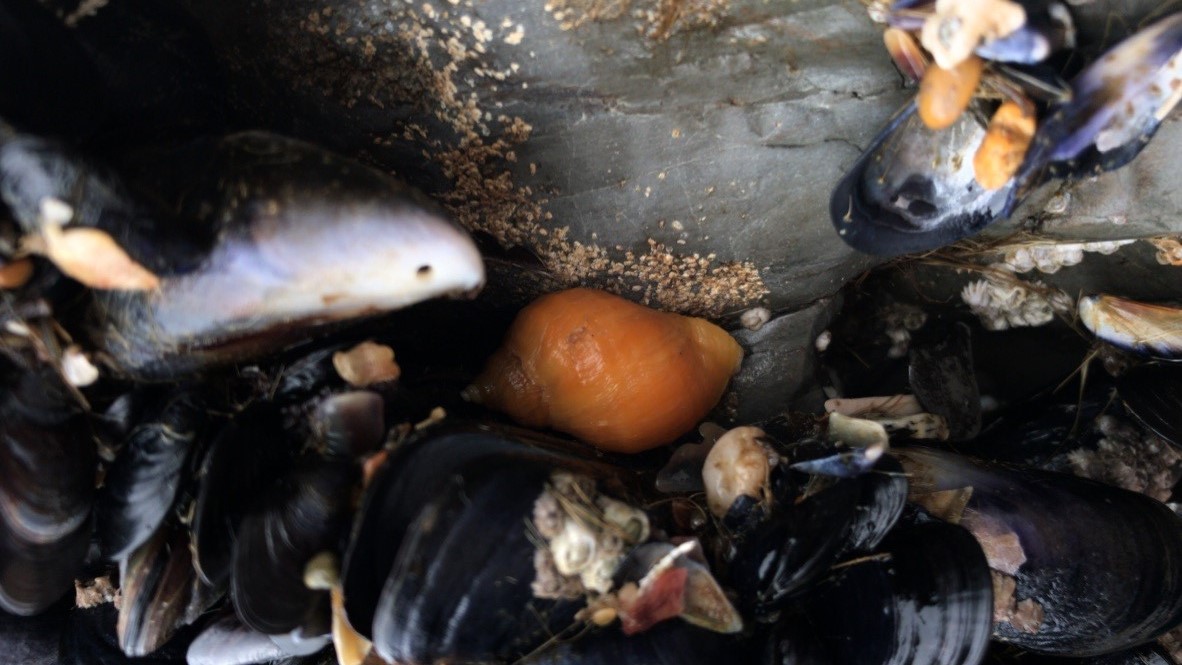Seashore & Rockpool Creatures – WEST OXFORDSHIRE FIELD CLUB