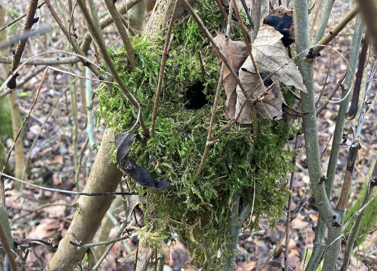 Wren’s Nest – WEST OXFORDSHIRE FIELD CLUB