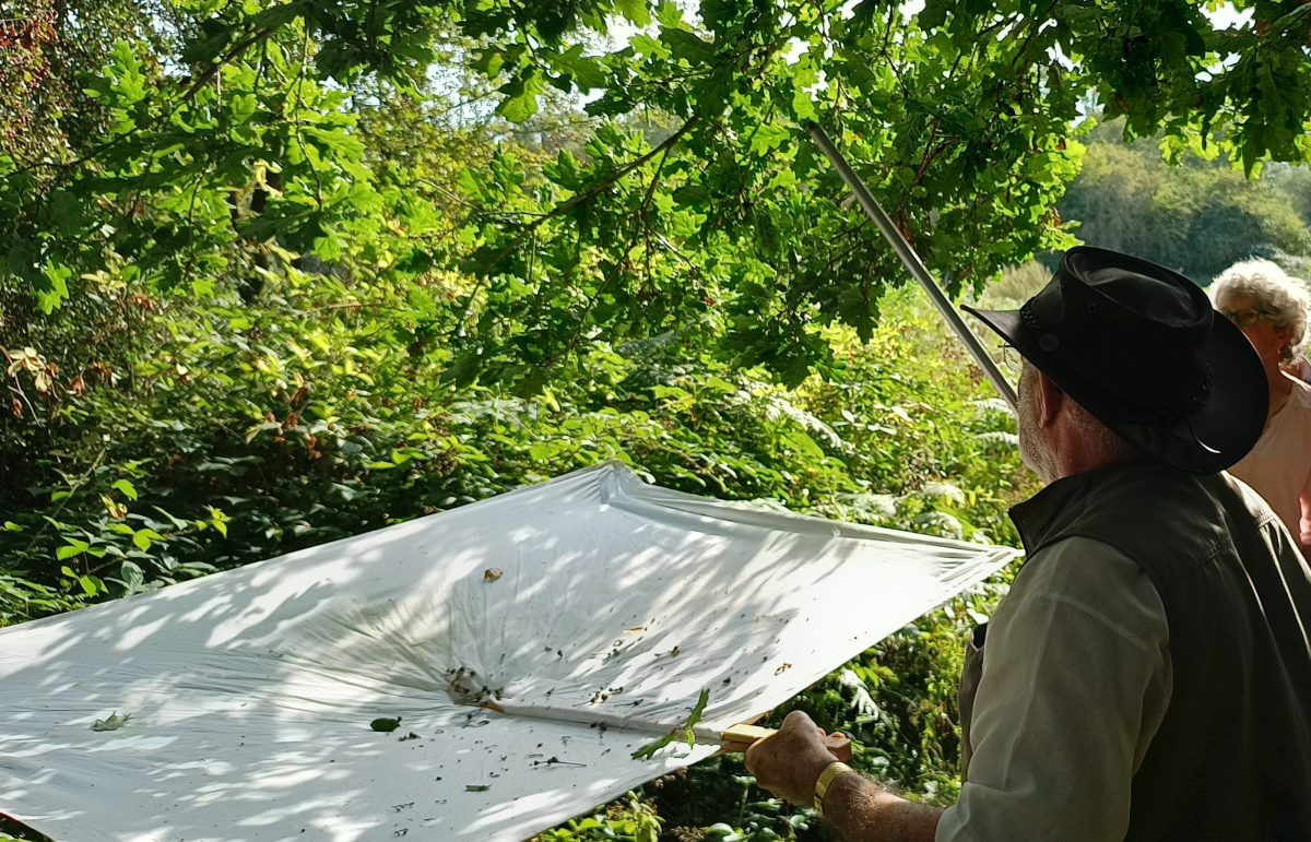 Spiders and Insects – WEST OXFORDSHIRE FIELD CLUB