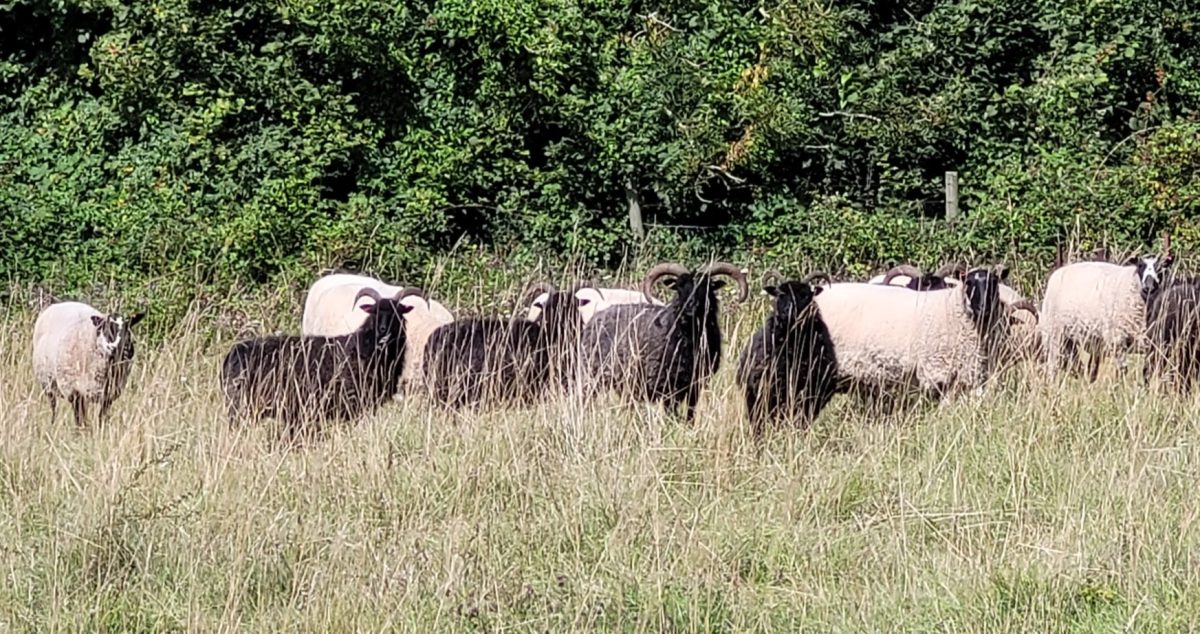 Sydlings Copse – WEST OXFORDSHIRE FIELD CLUB