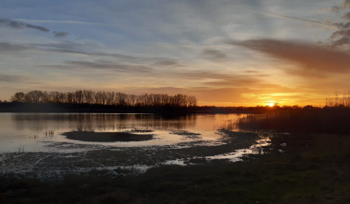 Goldeneye and Goosanders – WEST OXFORDSHIRE FIELD CLUB