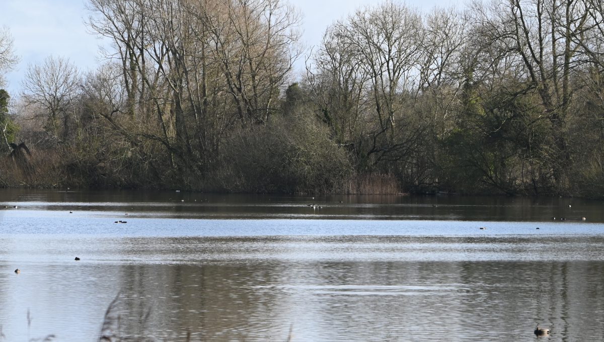 Whelford Pools – WEST OXFORDSHIRE FIELD CLUB